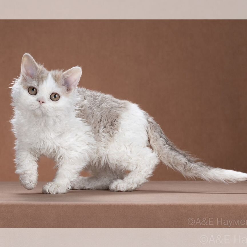 Селкирк-рекс длинношёрстный котёнок