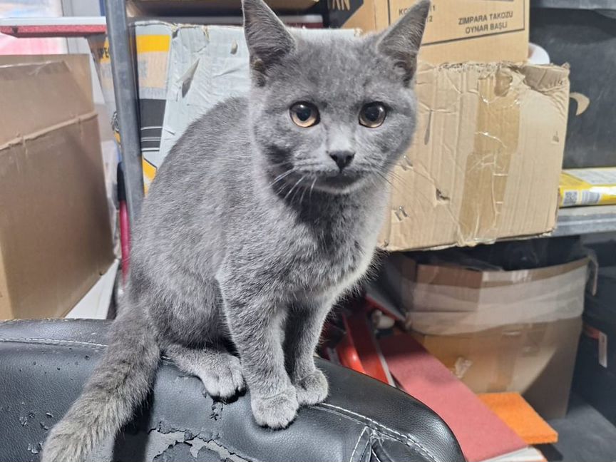 Котенок Британец в добрые руки