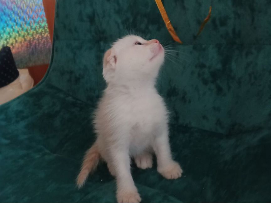 Котик, родился 1.11.23