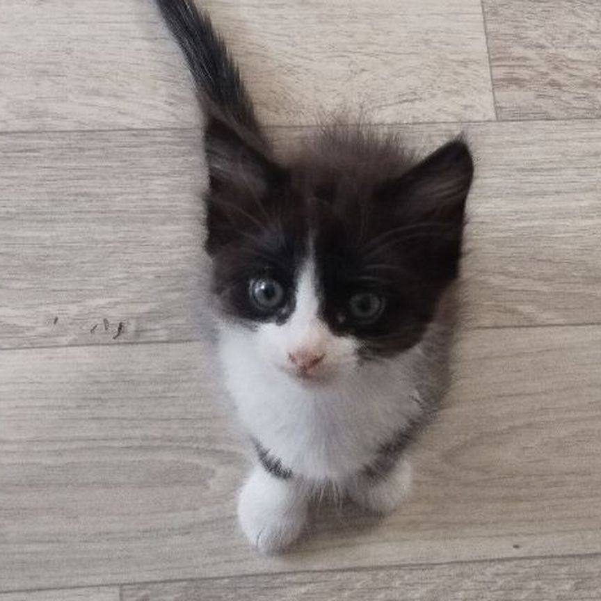 Котёнок в добрые руки