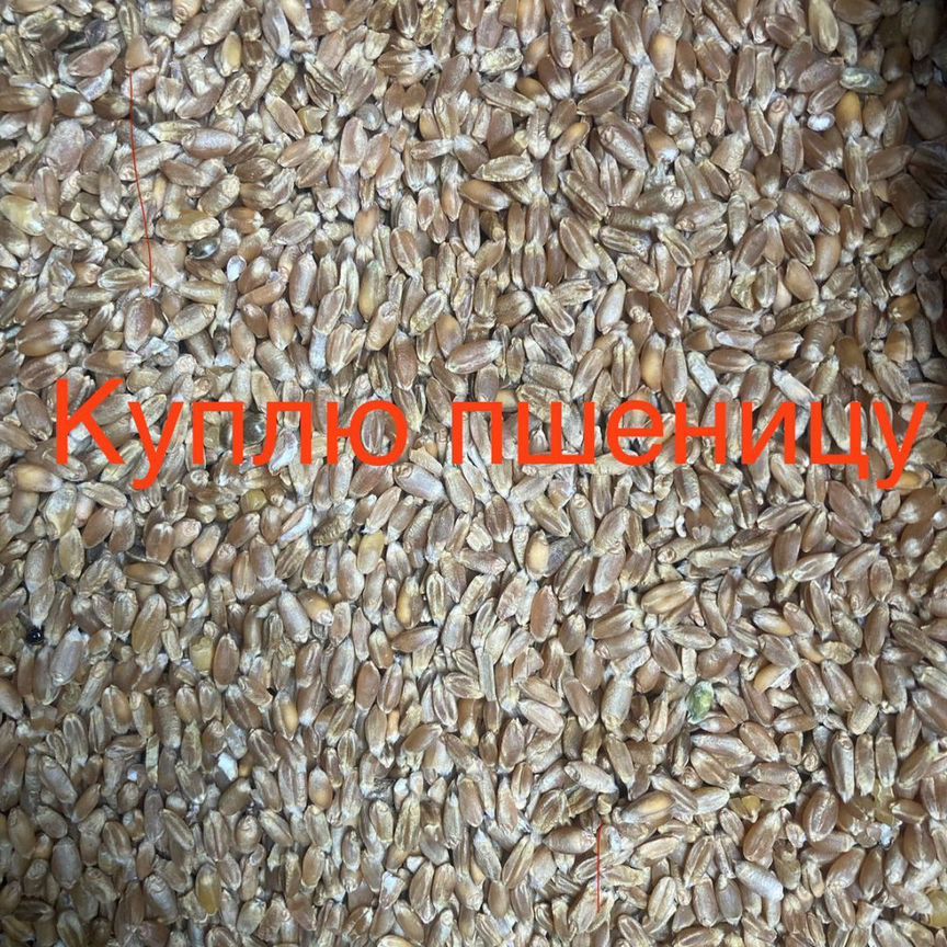 Пшеница
