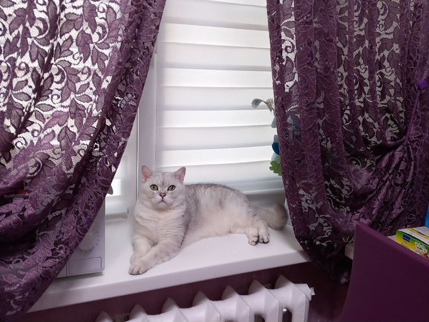 Котик в добрые руки