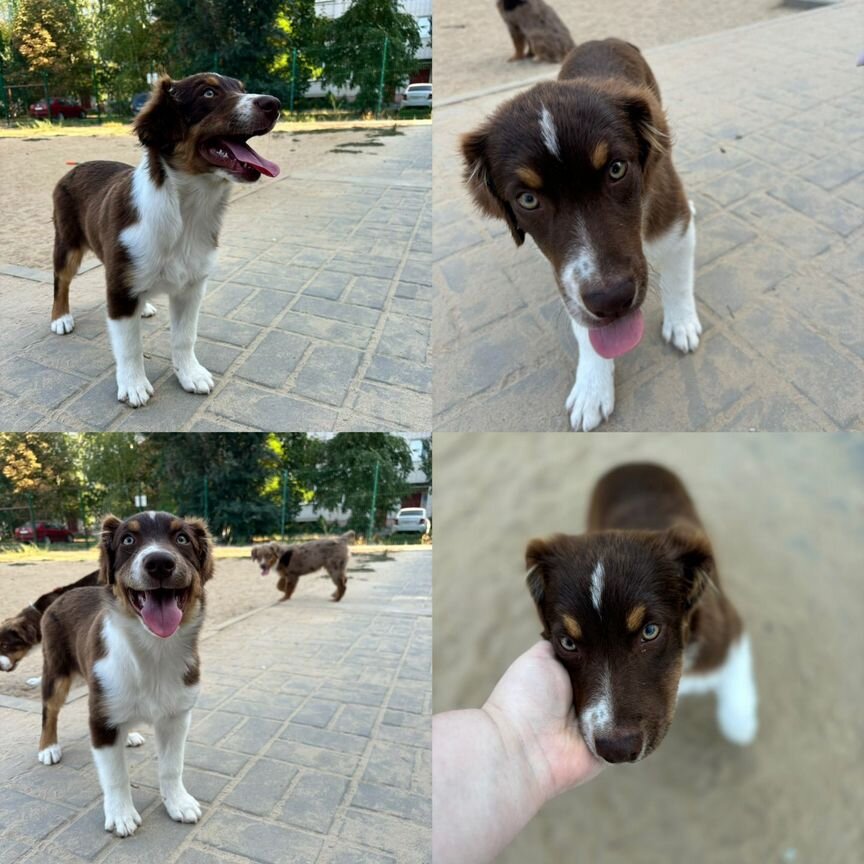 Щенки мини-аусси