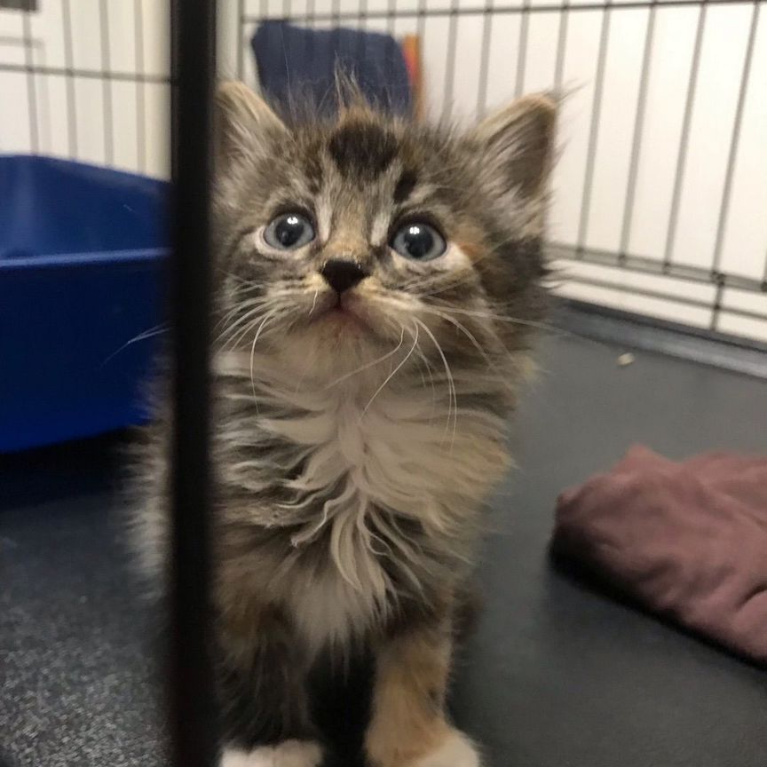 Котята цвета осени ищут домик