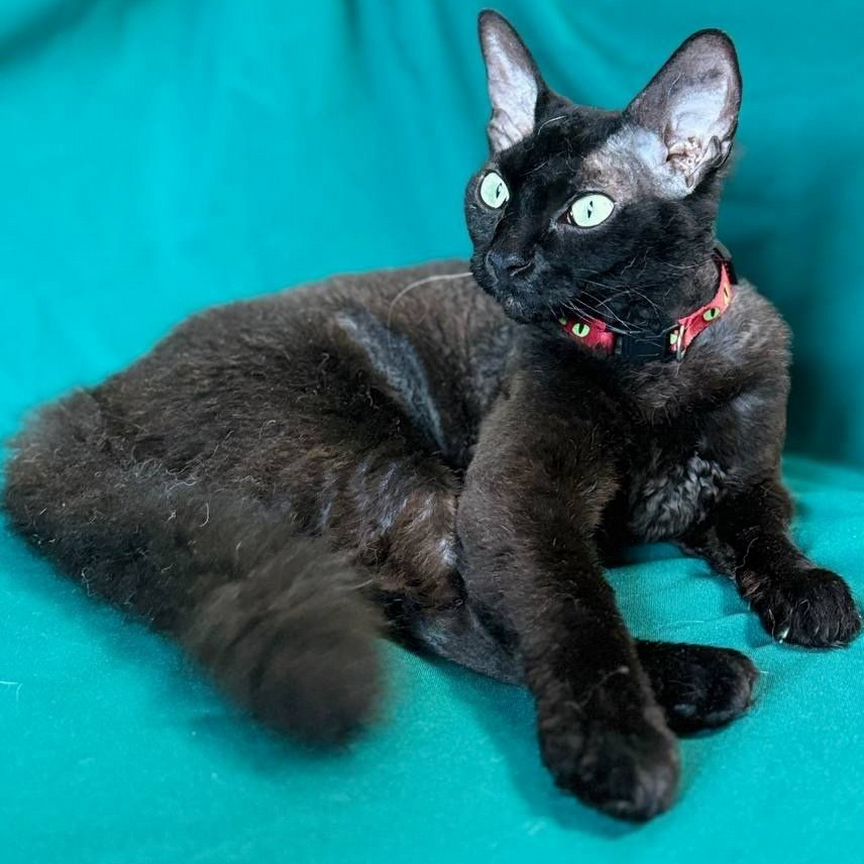 Кудрявая кошка Кракен