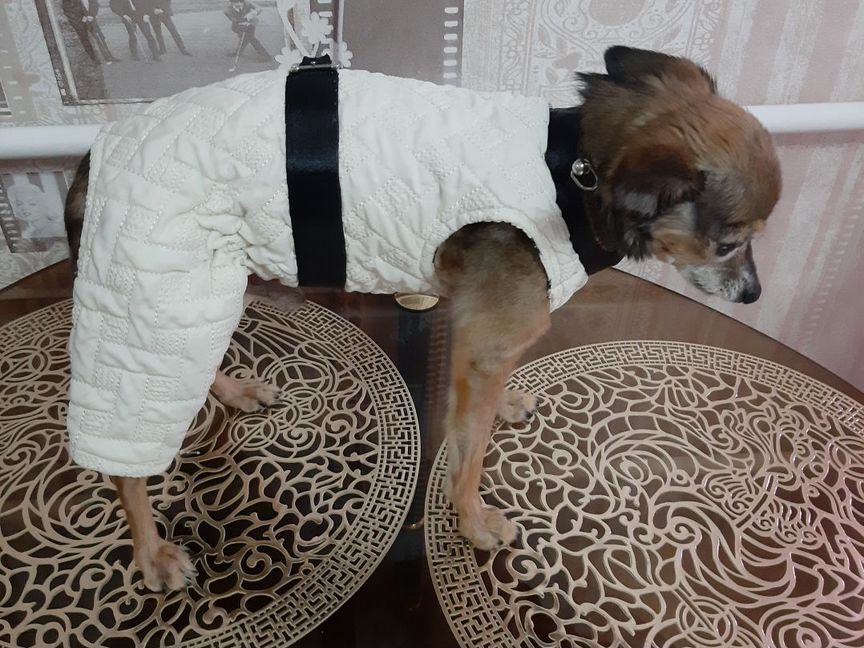 Комбинезон и пальтишко для маленькой собачки