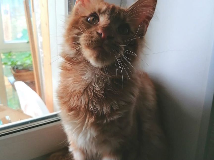 Продажа котенка
