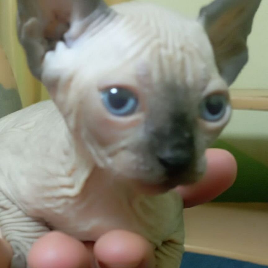 Канадский сфинкс эльф котенок