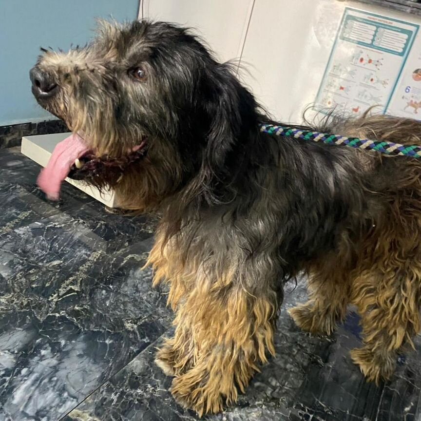 Взрослый пёс в добрые руки