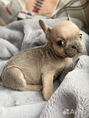 Крошечка французская булочка