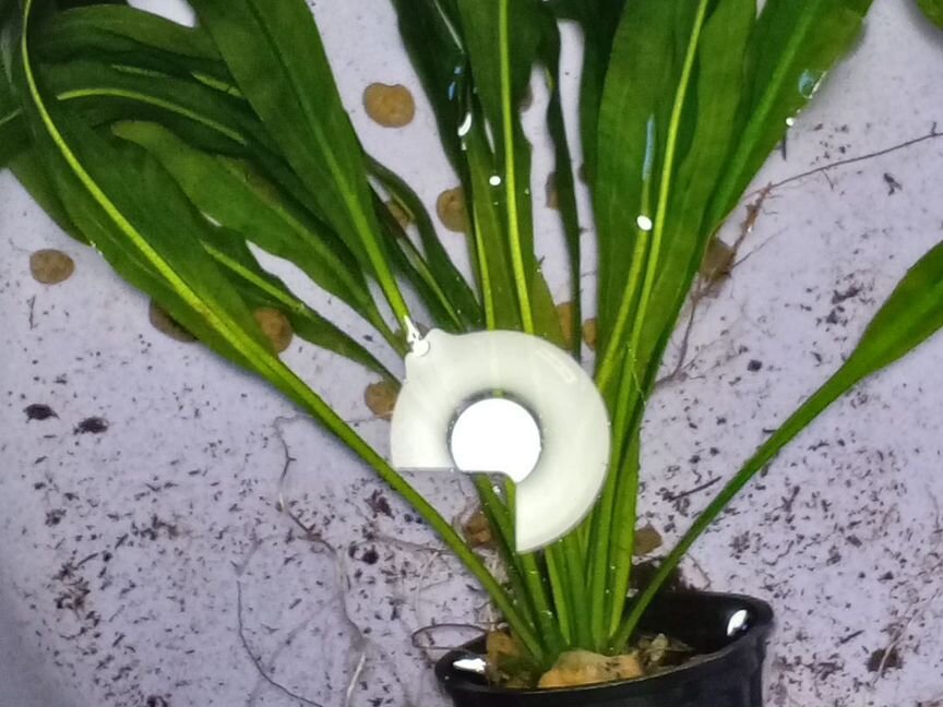 Аквариумные растения