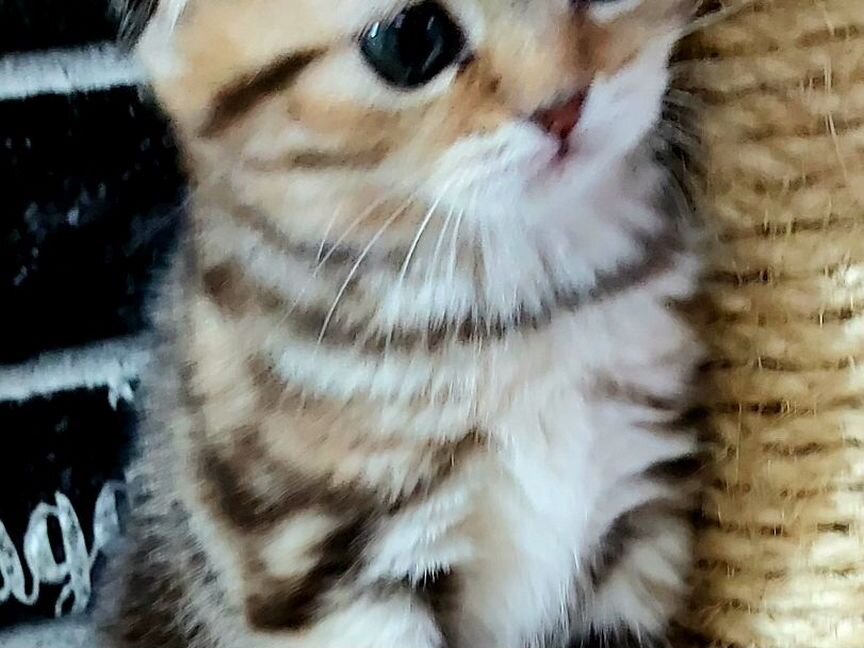 Шотландская вислоухая кошка