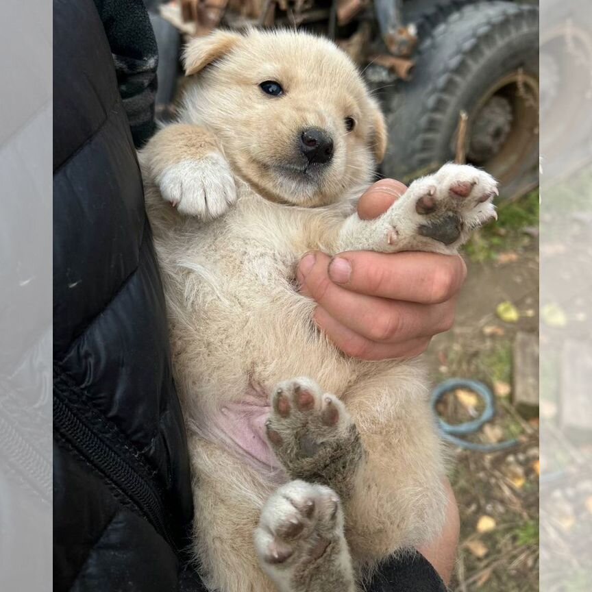 Щенок в добрые руки бесплатно