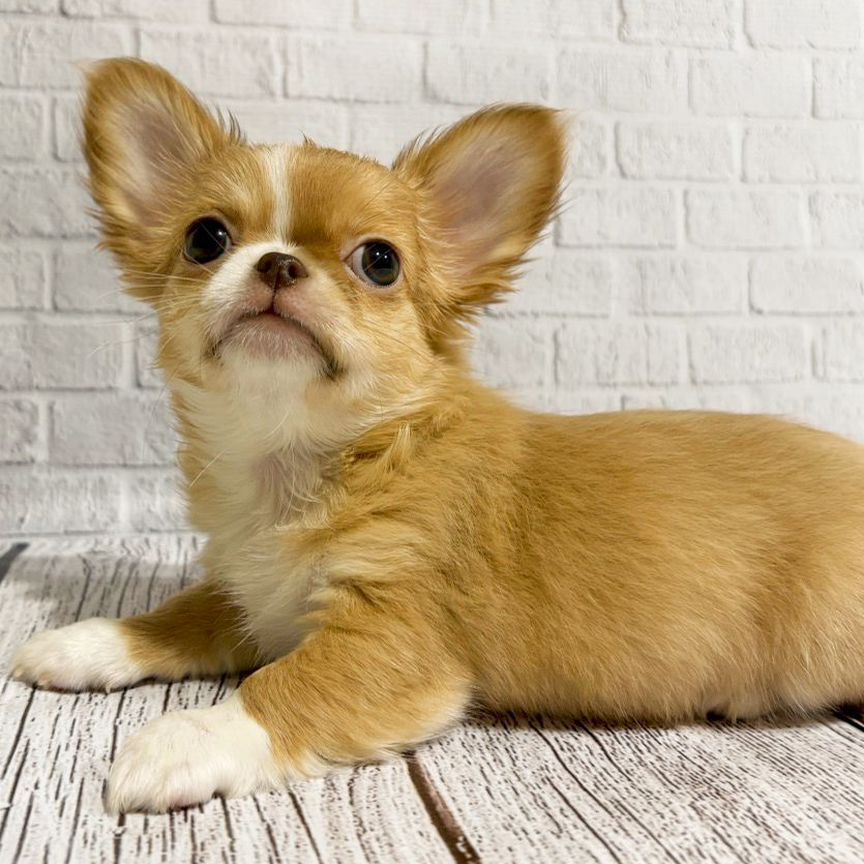 Чихуахуа д/ш девочка