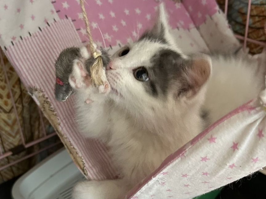 Маленький белый котенок