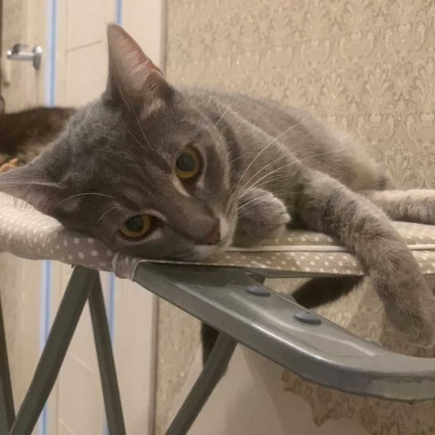 Кошка, девочка