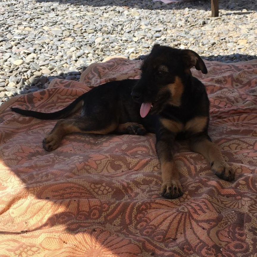 Щенок выживает на пляже необходим дом