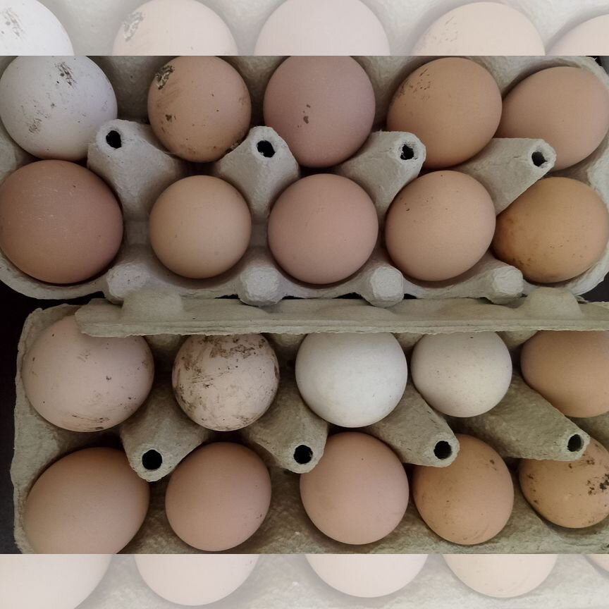 Инкубационное яйцо кучинская юбилейная