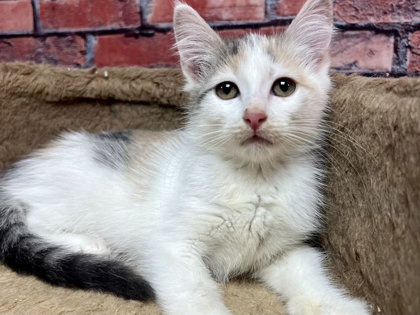Котенок девочка Сонечка 3 мес