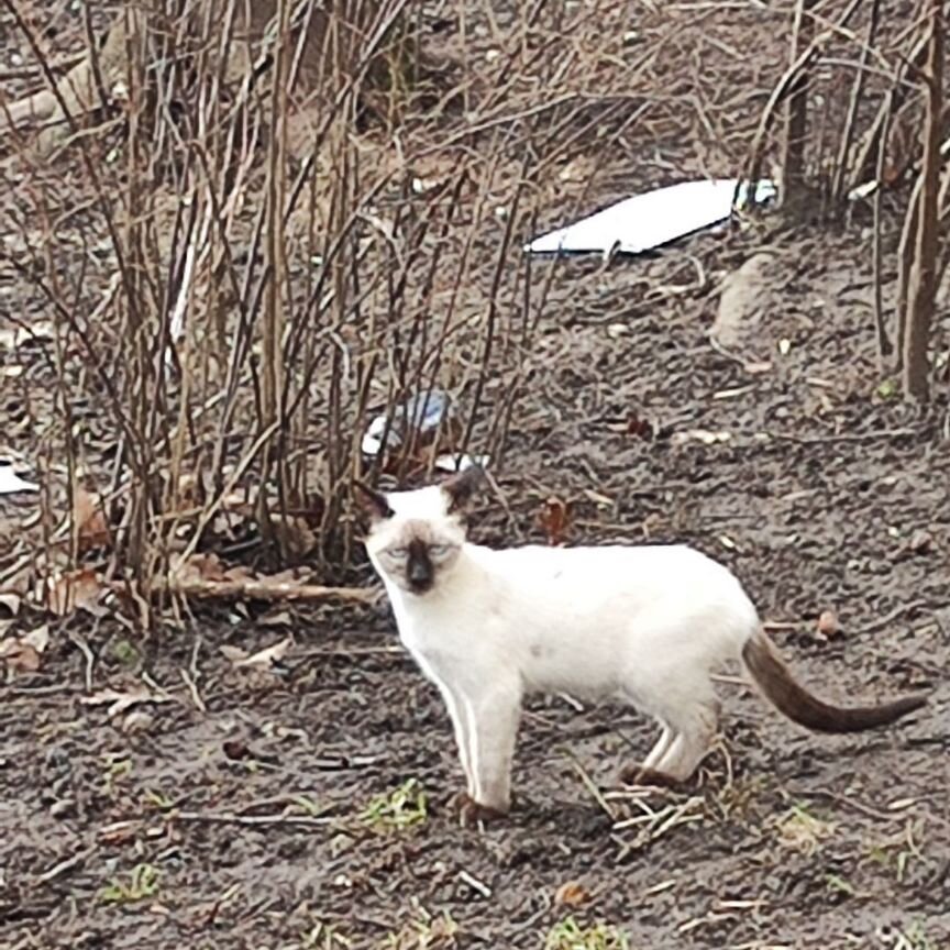 Котёнок сиамский