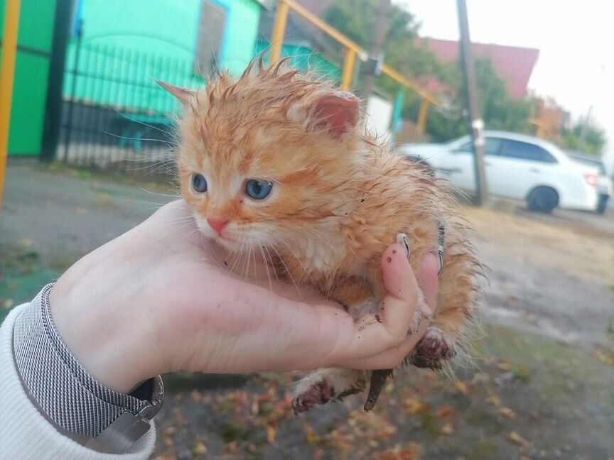 Котята отдам в добрые руки бесплатно