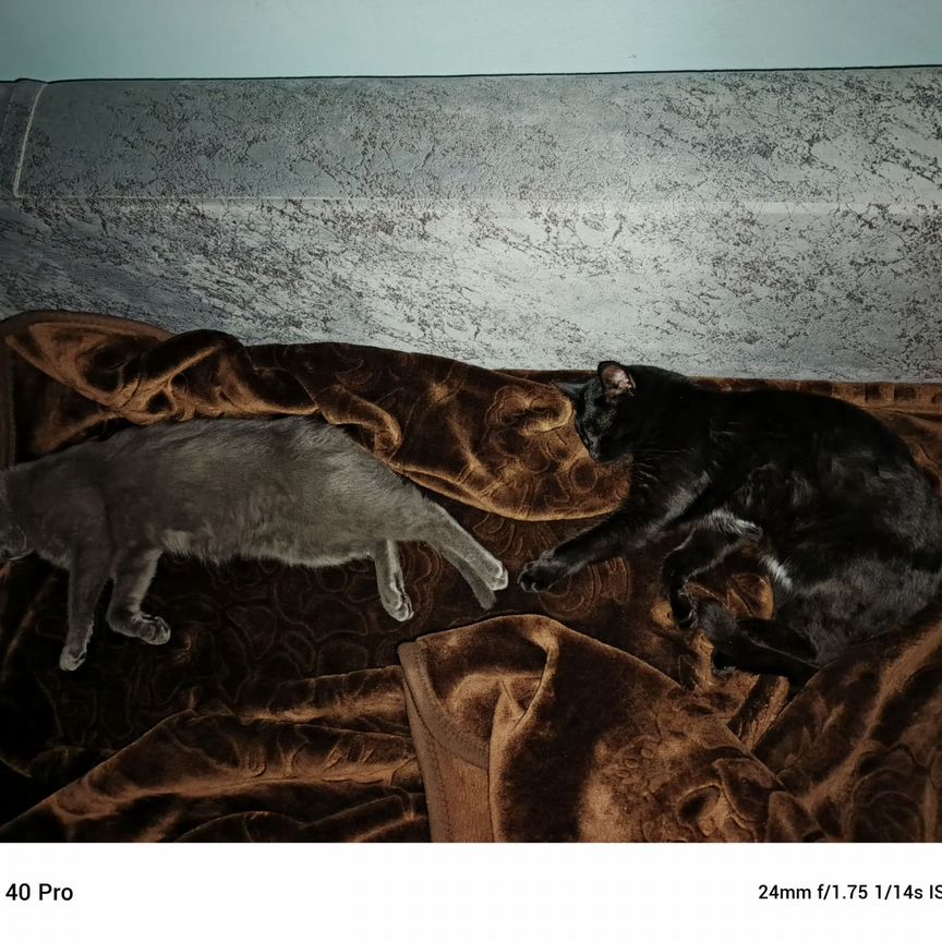 Коты в добрые руки