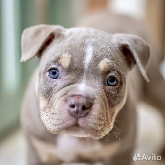 Американский булли покет