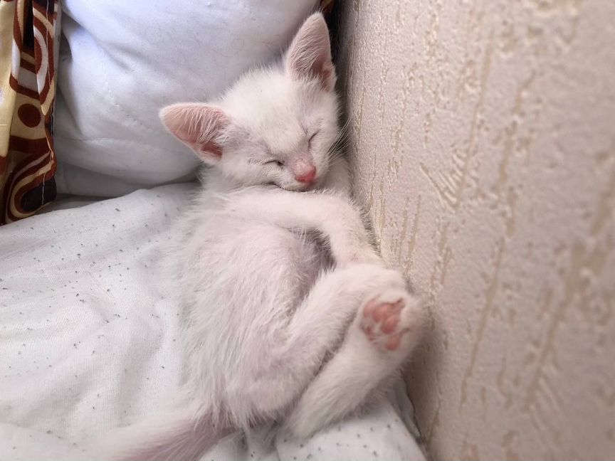 Котёнок мальчик