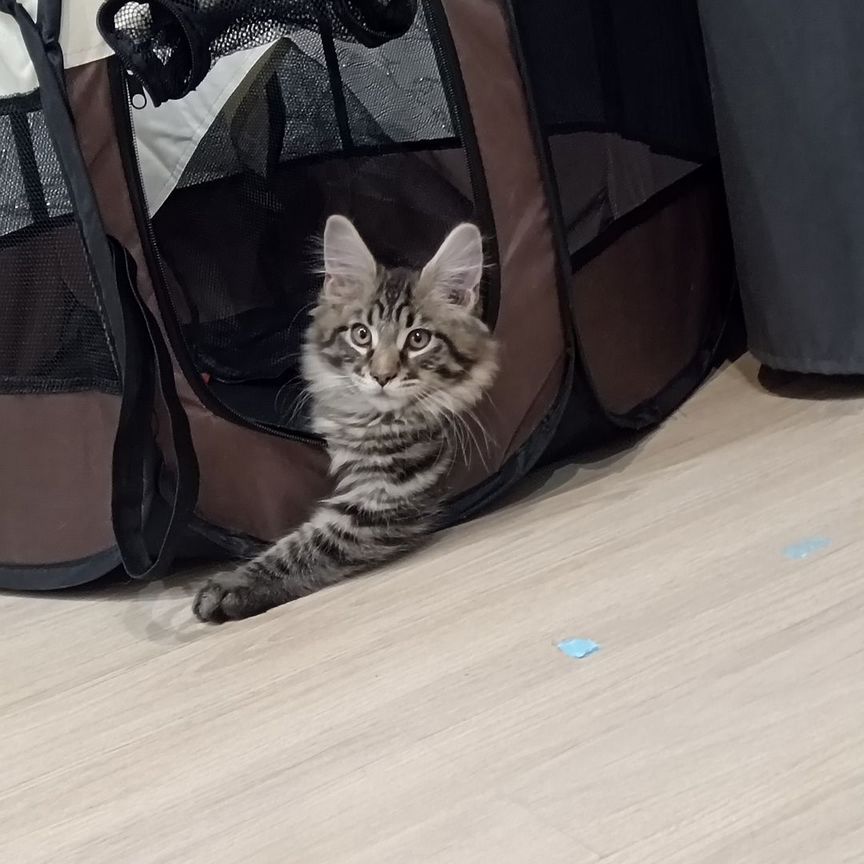 Продам котенка майкун