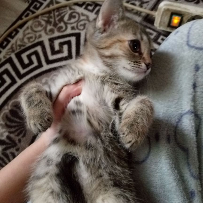 Отдам бесплатно хорошие руки котёнка девочку