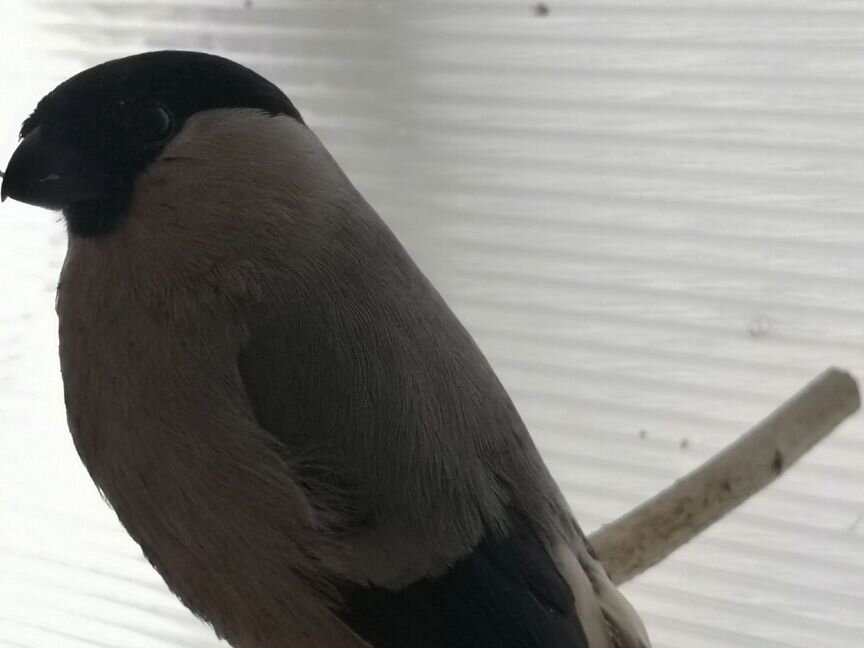 Снегирь и клетка