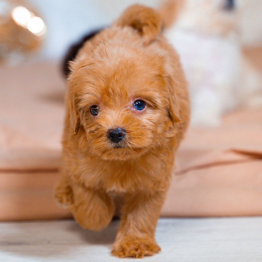 Мальтипу, щенок