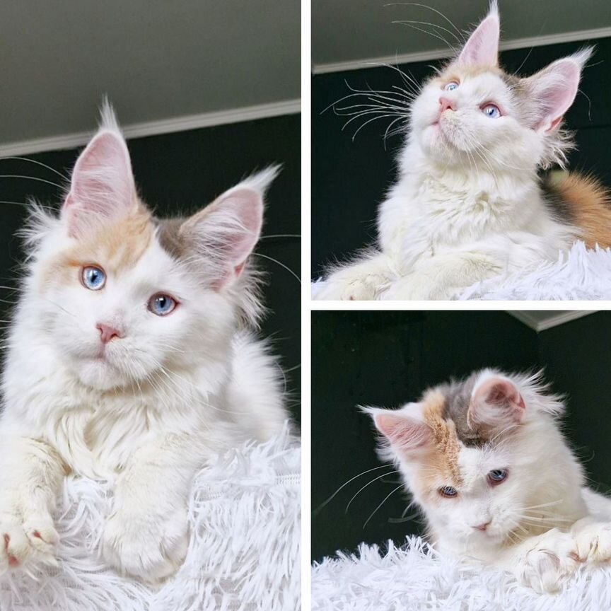 Экcклюзивнaя котенок мейн кун