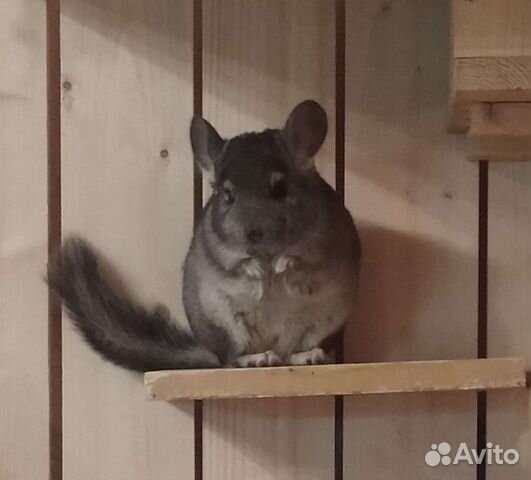 Шиншилла мальчик