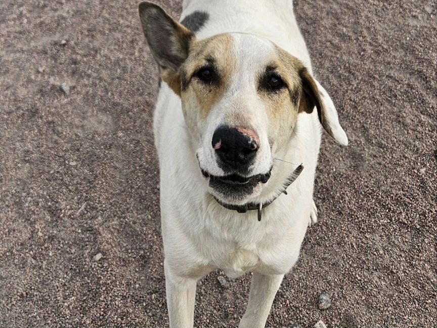 Крупный пёс в добрые руки