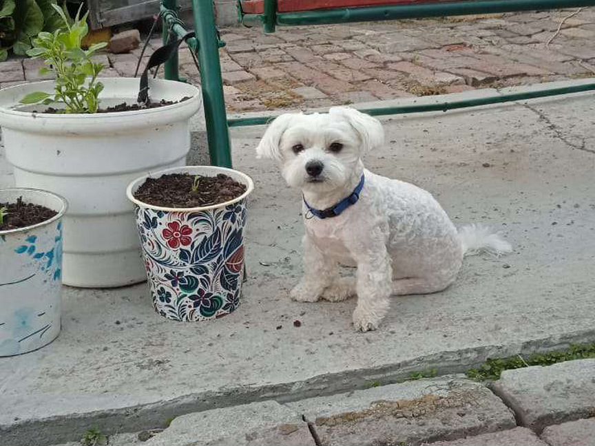 Вязка собака