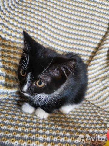 Котенок девочка