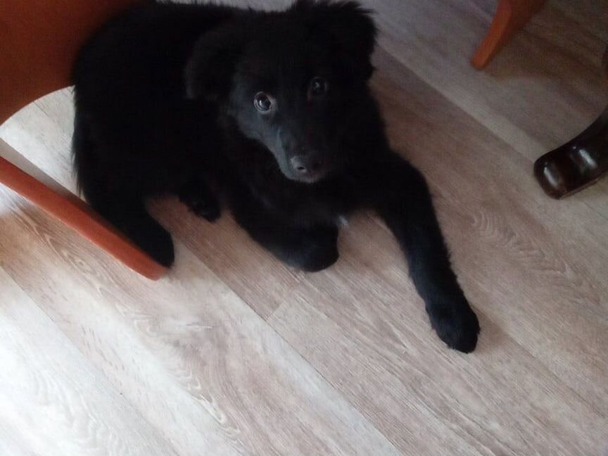 Собака в добрые руки отдам бесплатно