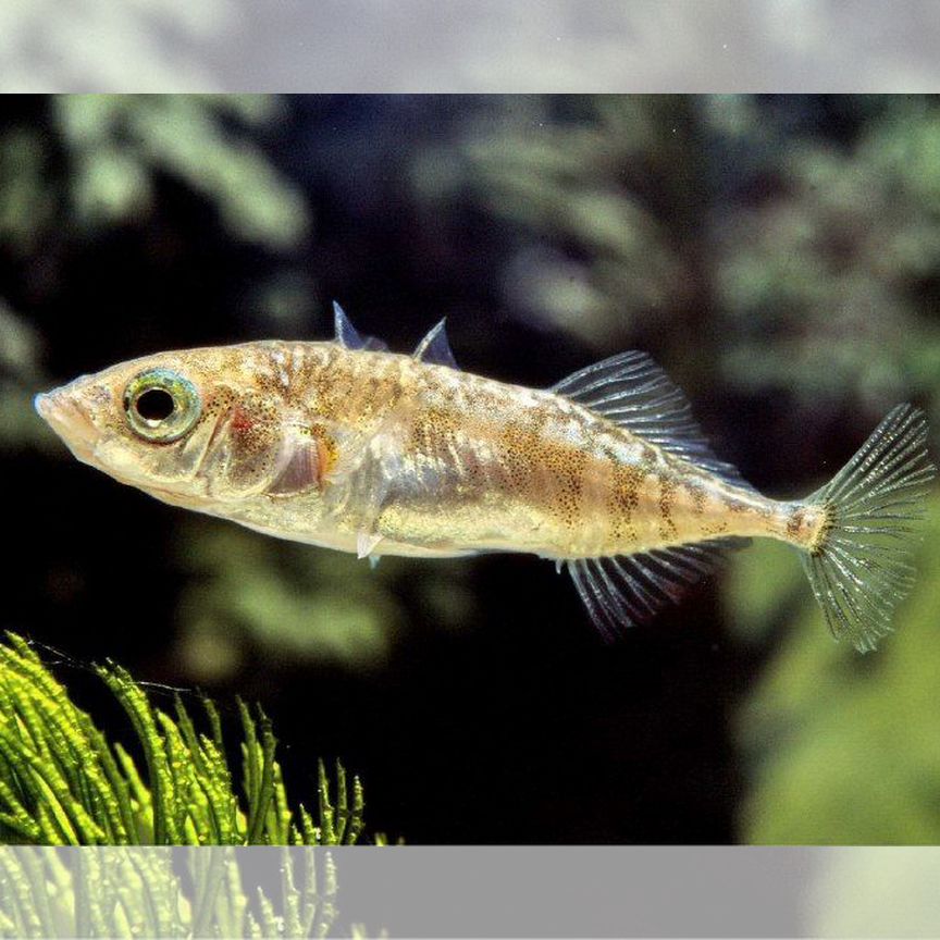 Колюшка трехиглая