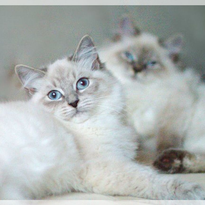 Котенок невская маскарадная