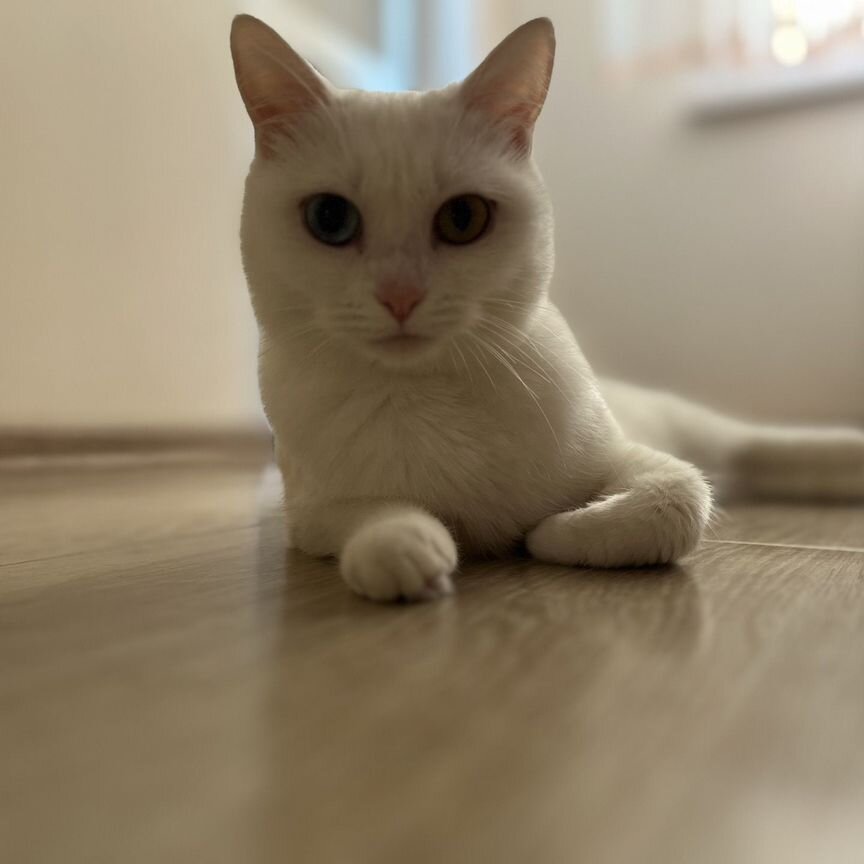 Кошки в добрые руки даром