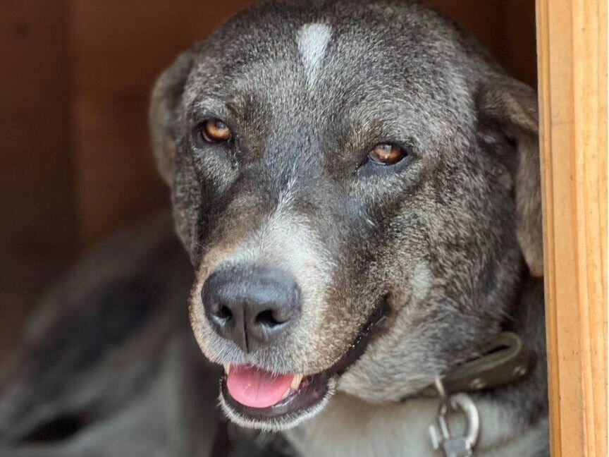 Собака из приюта ищет дом