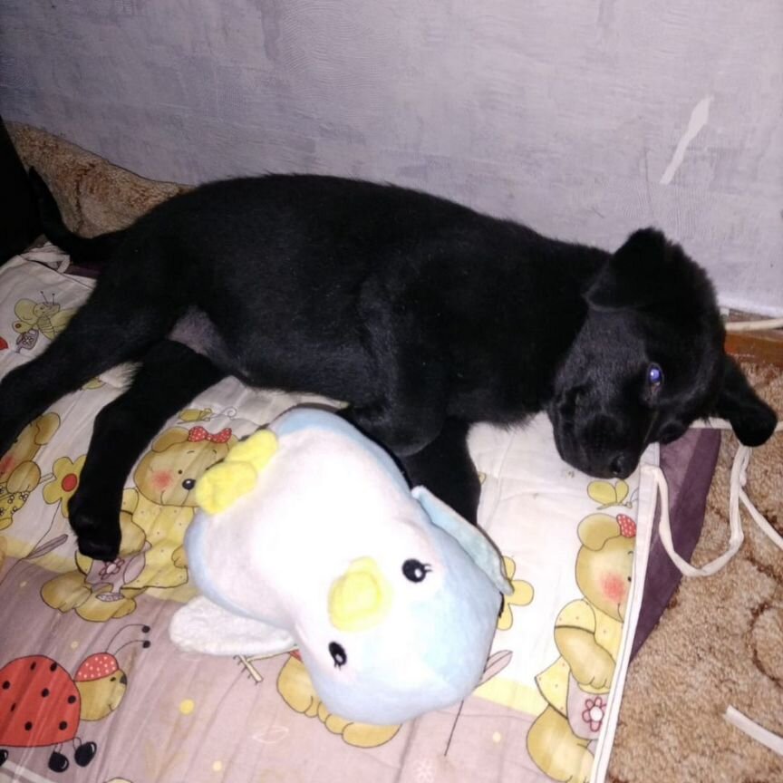 Подкинули щенка, нужен дом