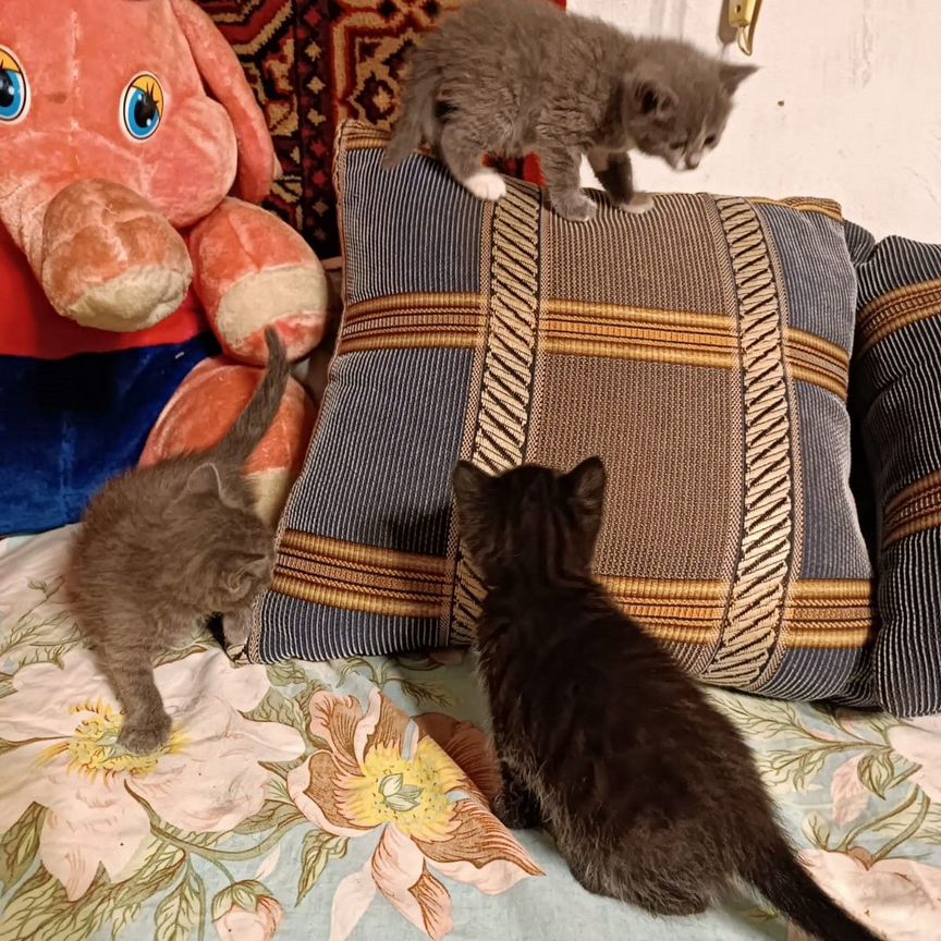 Отдам весёлых котят в добрые руки