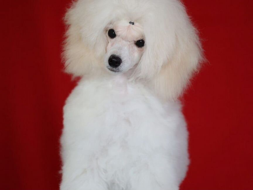 Щенки той пуделя