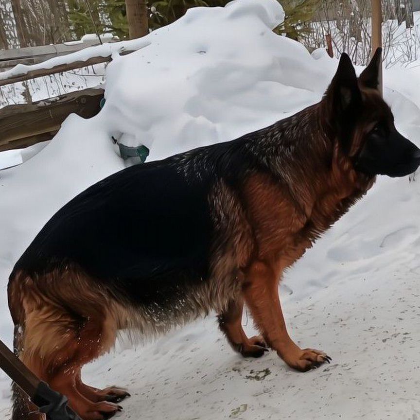 Немецкая овчарка, взрослая собака