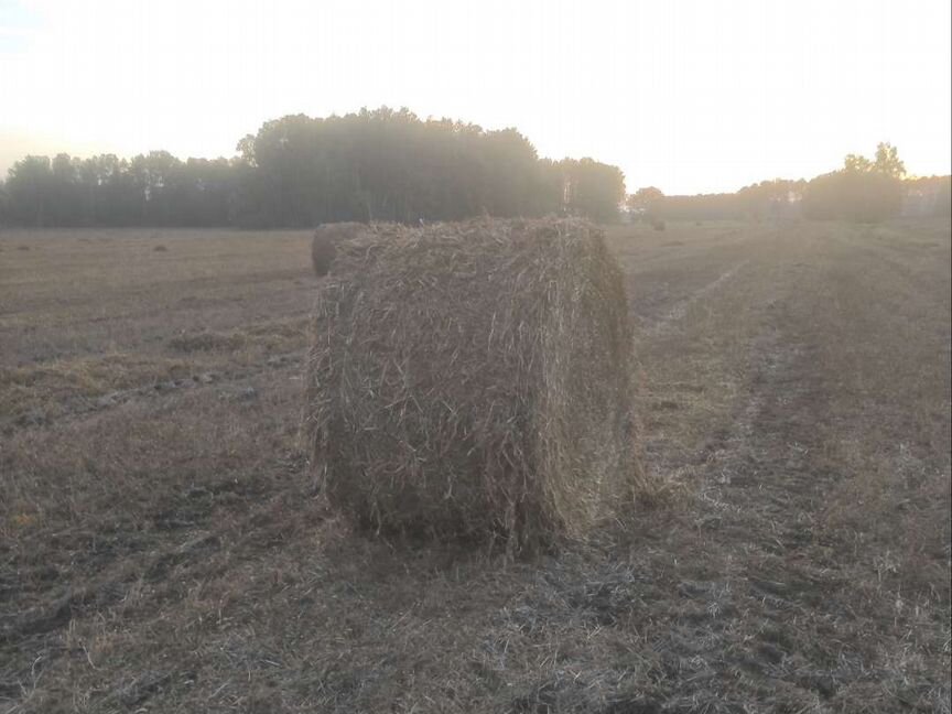 Гороховая солома