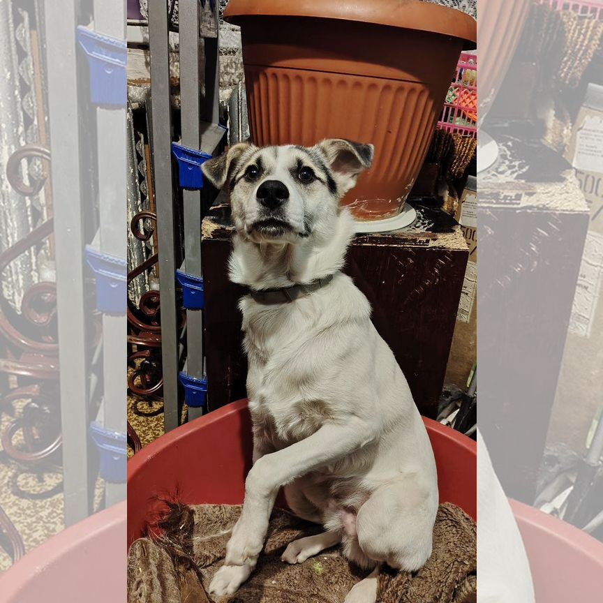 Щенок в добрые руки