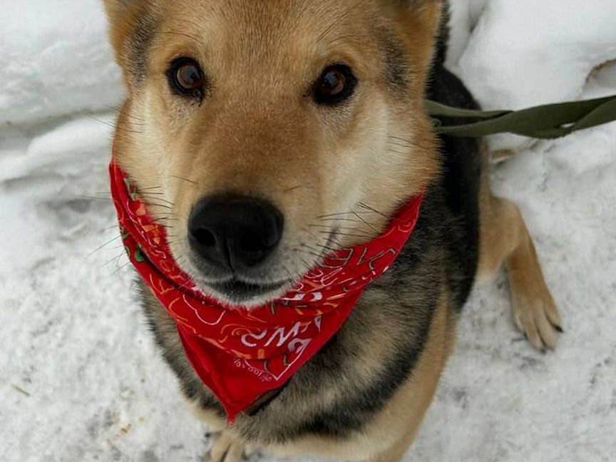 Феникс, собака в поиске дома