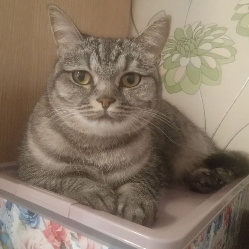 Алтайская, взрослая кошка